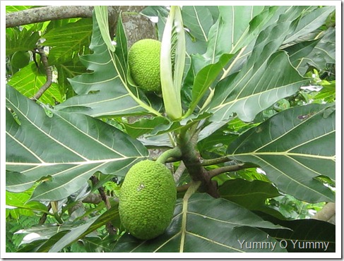 Bread Fruit Stir Fry/Sheema(Cheema)/Kadachakka Mezhukkupuratti | Yummy ...